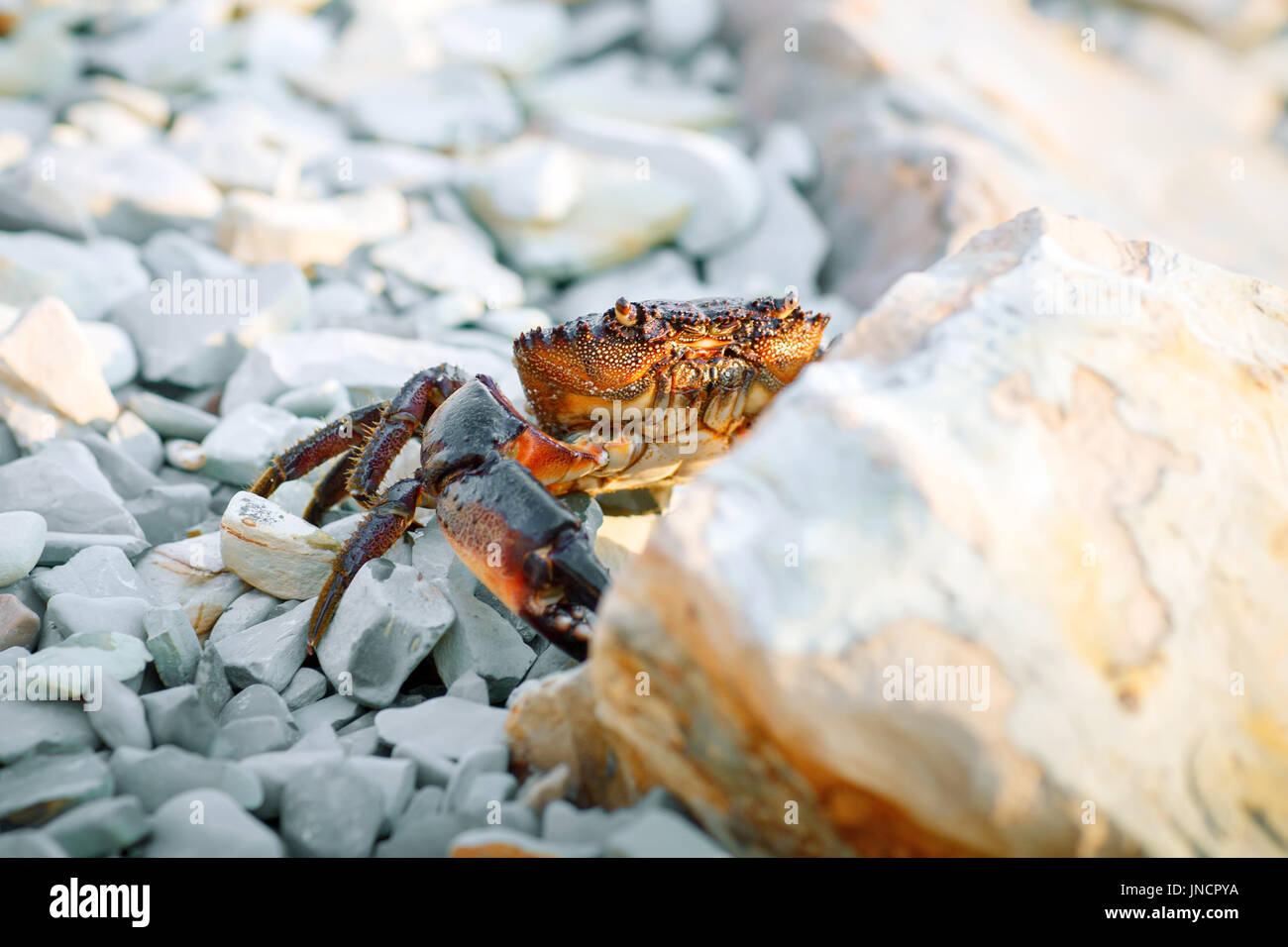 Rocky shore hermit crab hi-res stock photography and images - Alamy