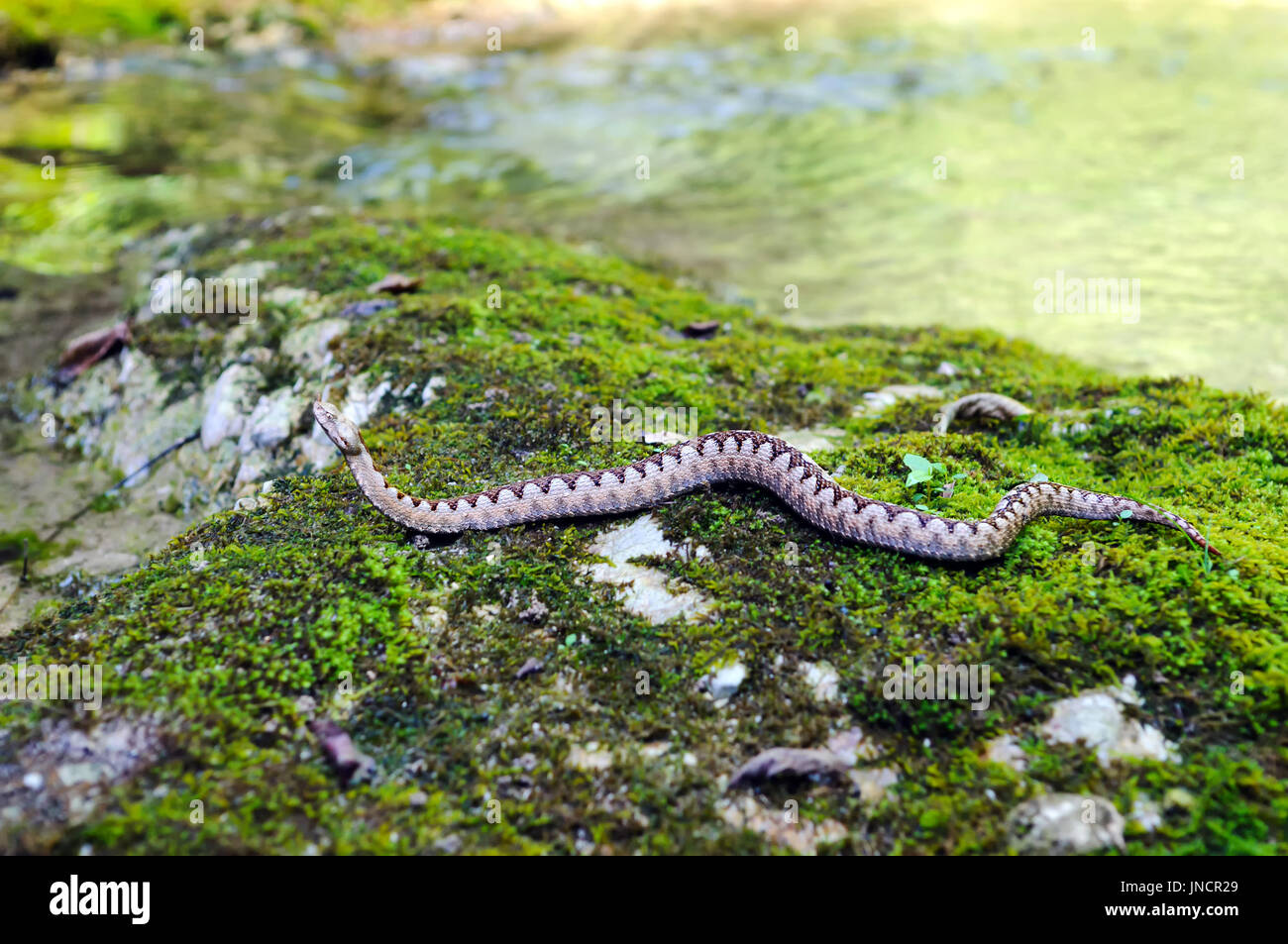 Snake horn hi-res stock photography and images - Alamy
