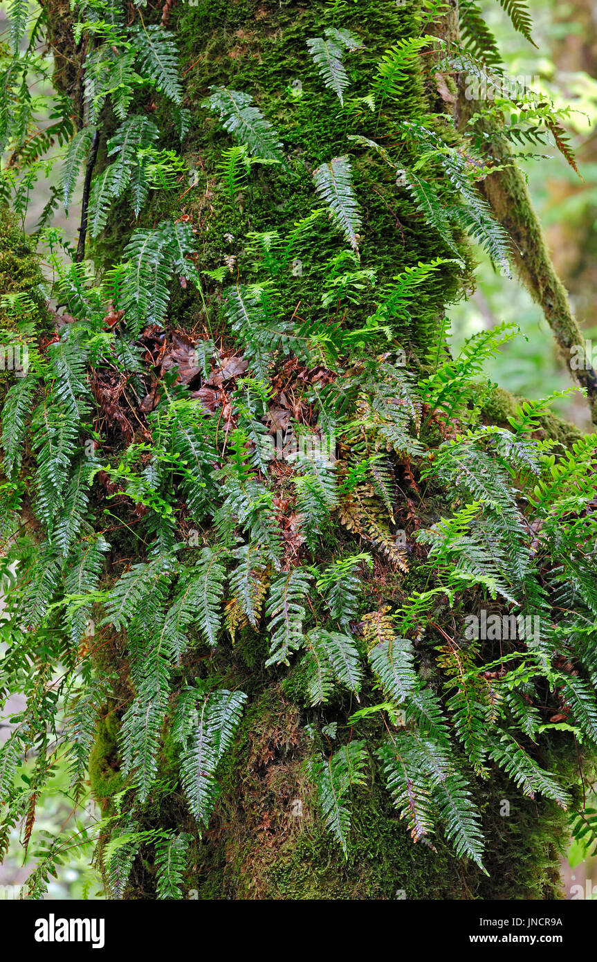 Common Polypody on tree, national park Berchtesgaden, Bavaria, Germany ...