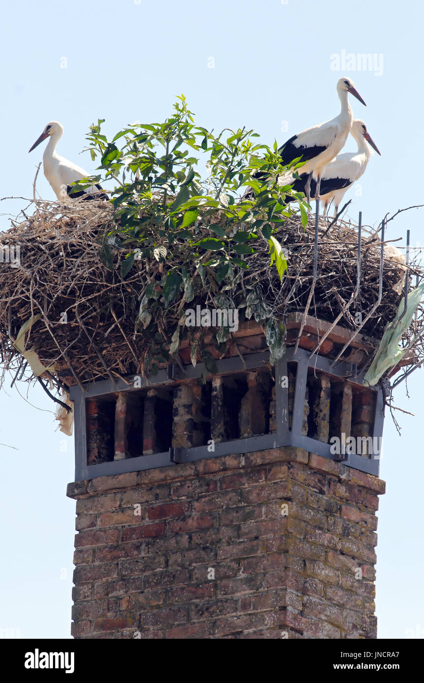 Stork nest chimney hi-res stock photography and images - Alamy