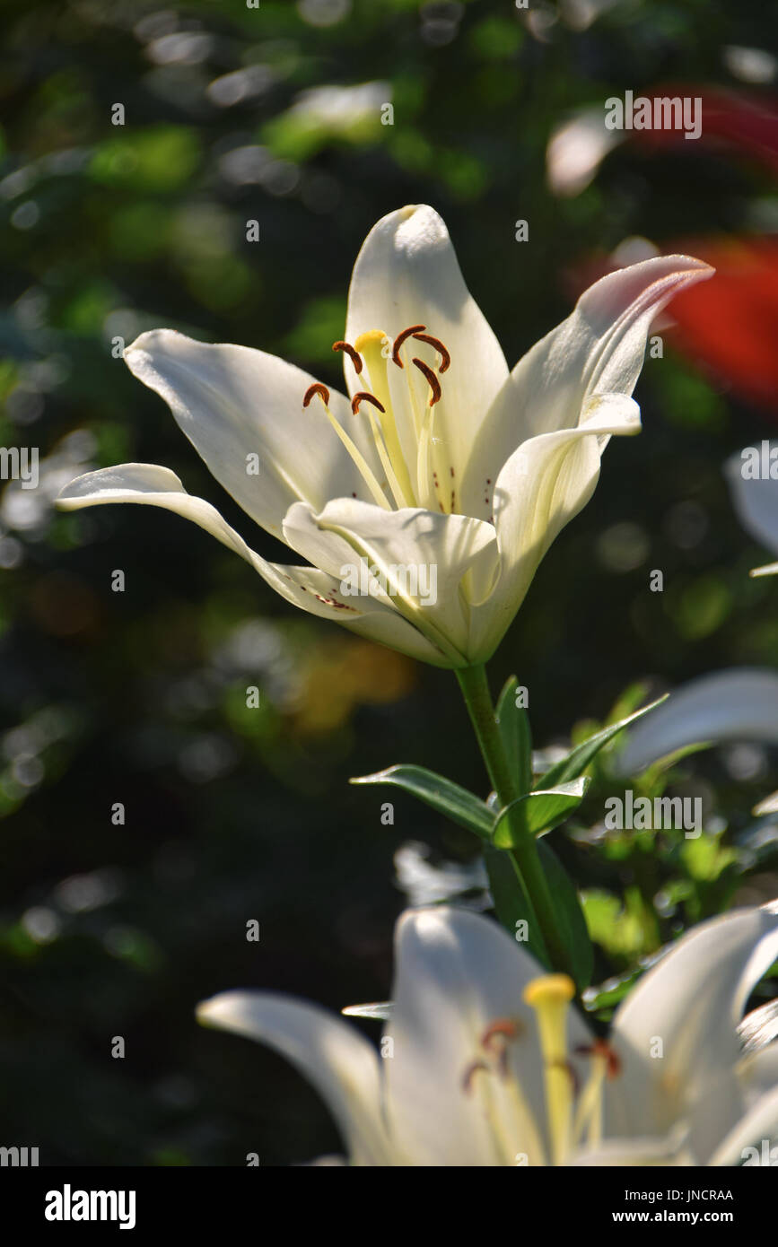Large white lily hi-res stock photography and images - Alamy