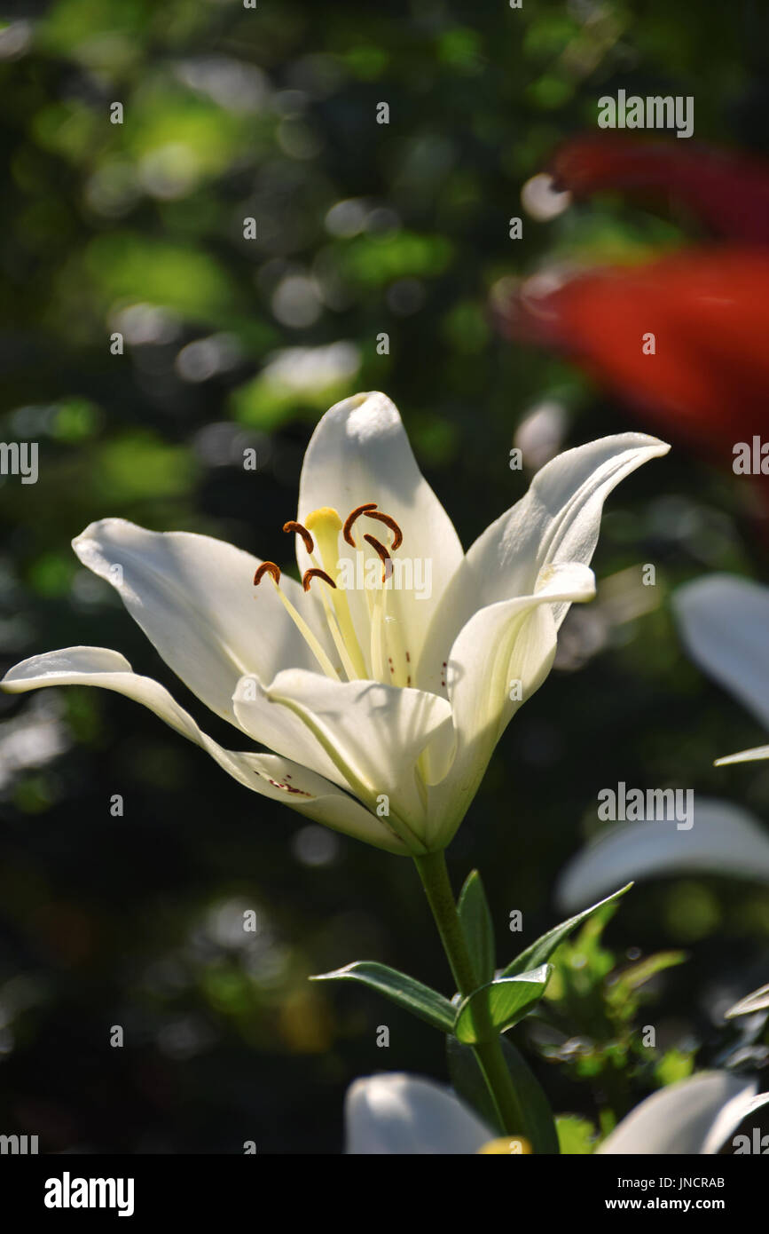 Large white lily hi-res stock photography and images - Alamy