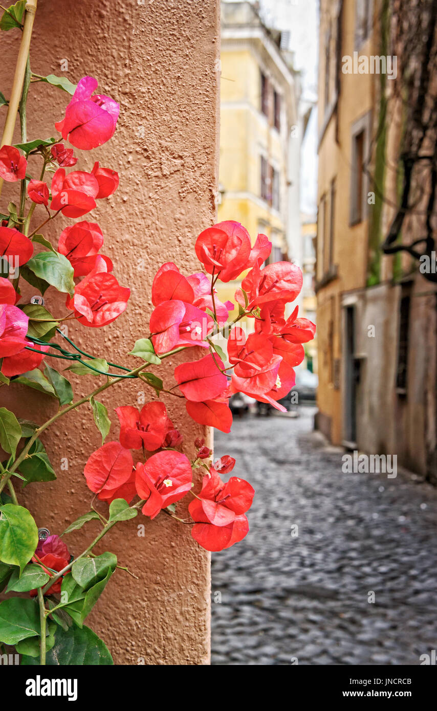 Traditional alley in Rome - Italy Stock Photo - Alamy