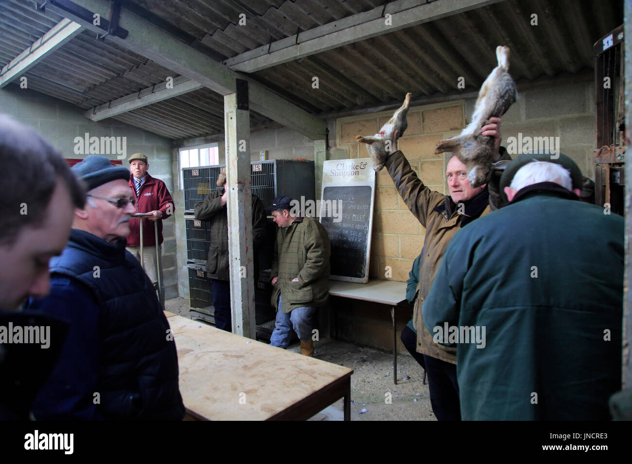 Dead rabbits hi-res stock photography and images - Alamy