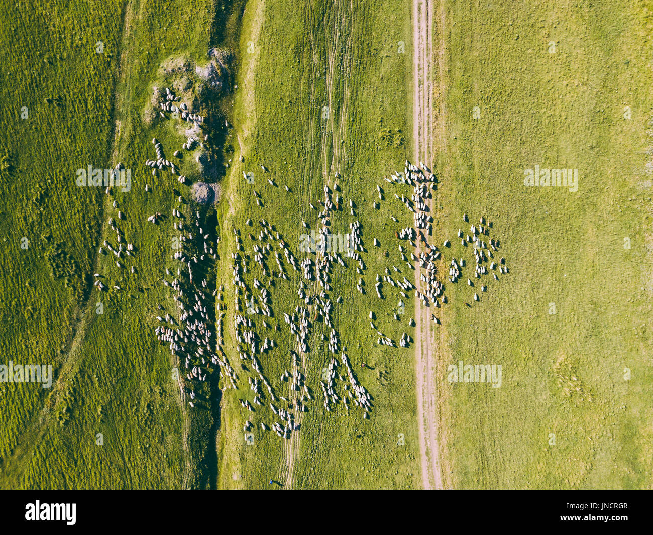Aerial footage top view sheep hi-res stock photography and images - Alamy