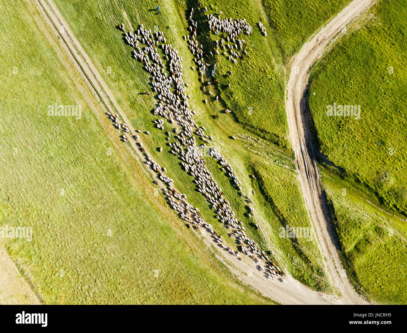 Aerial view herd sheep hi-res stock photography and images - Alamy