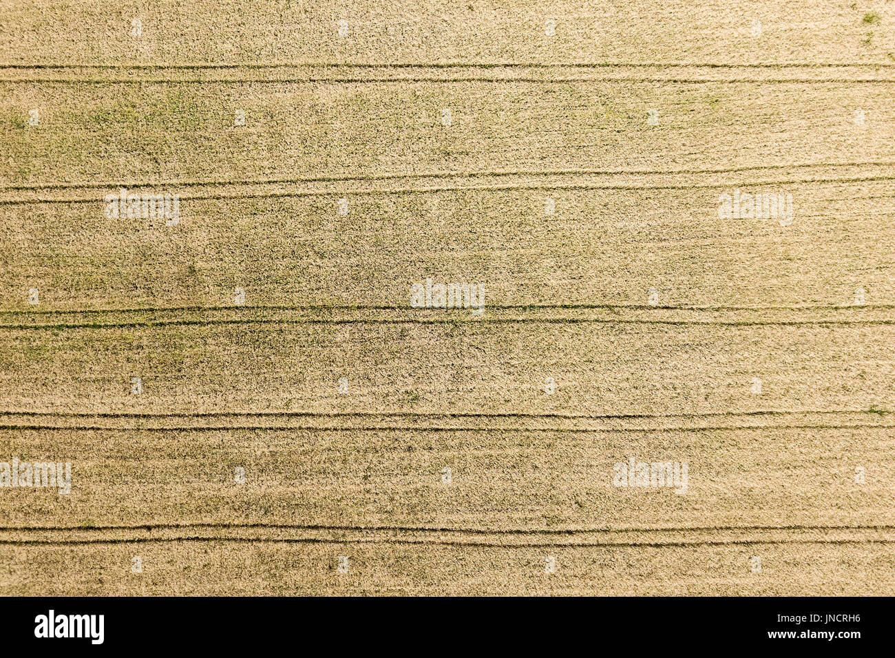 Aerial Drone View Of Straight Lines In Farm Plantation Field Stock ...
