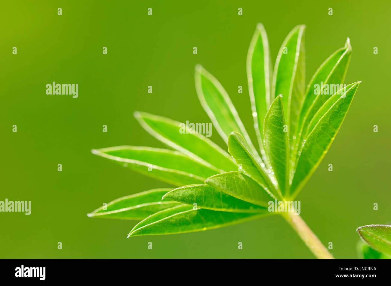 Blue Pod Lupine, leaf / (Lupinus polyphyllus) / Common Lupine | Stauden ...