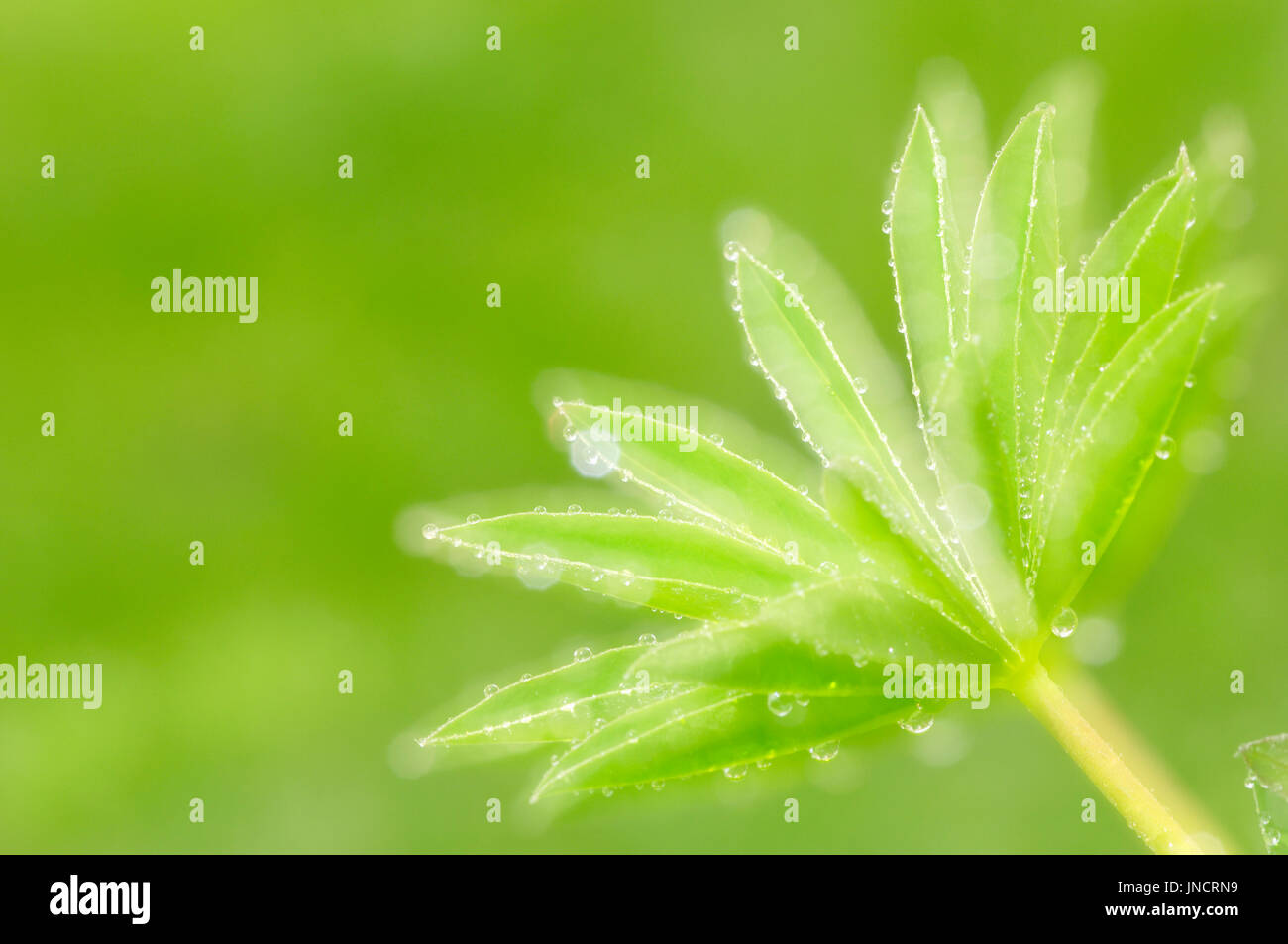 Blue Pod Lupine, leaf with drops of water / (Lupinus polyphyllus ...