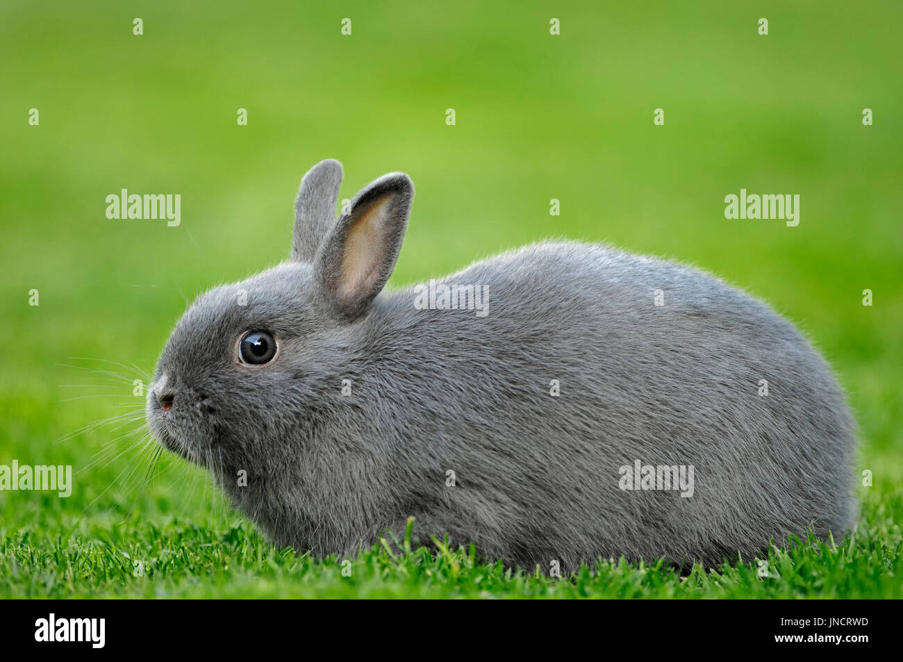 Dwarf Rabbit, Farbenzwerg Fehfarbig | Zwergkaninchen, Farbenzwerg ...