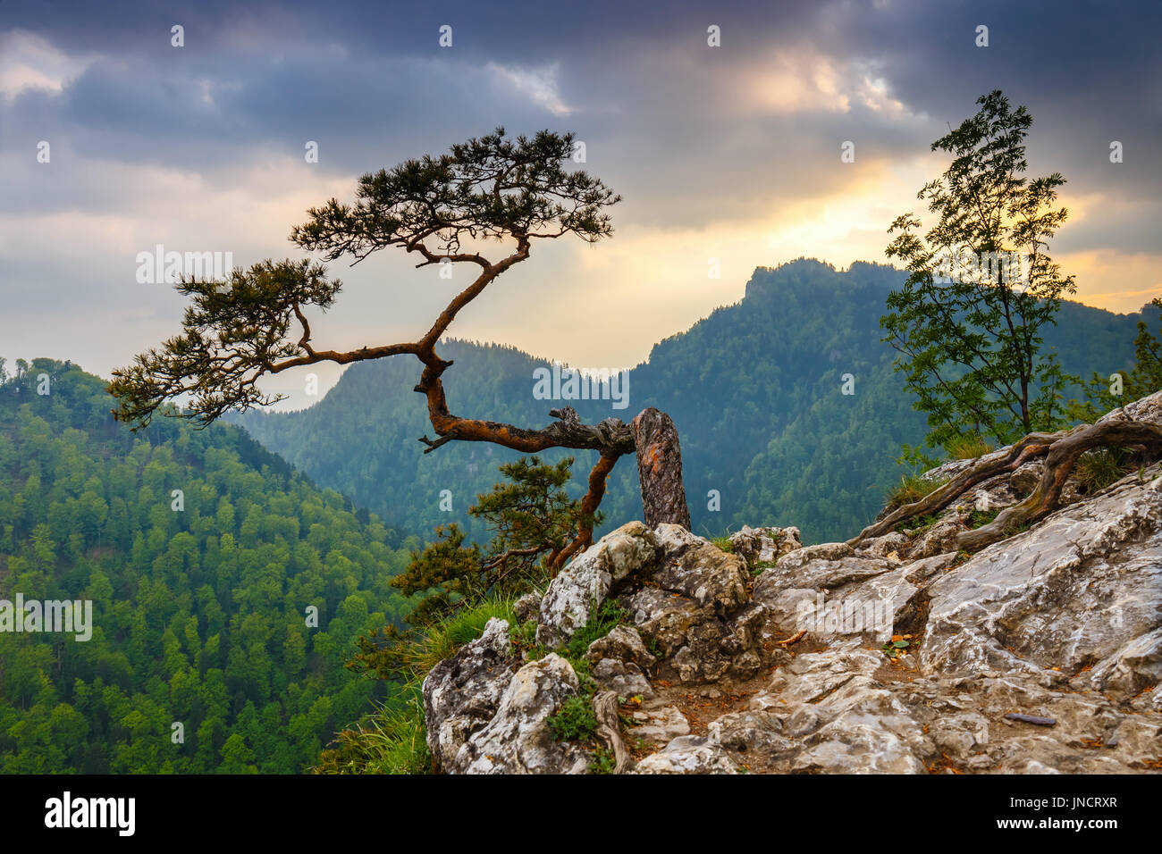 Sokolica peak in Pieniny Mountains with a famous pine at the top ...
