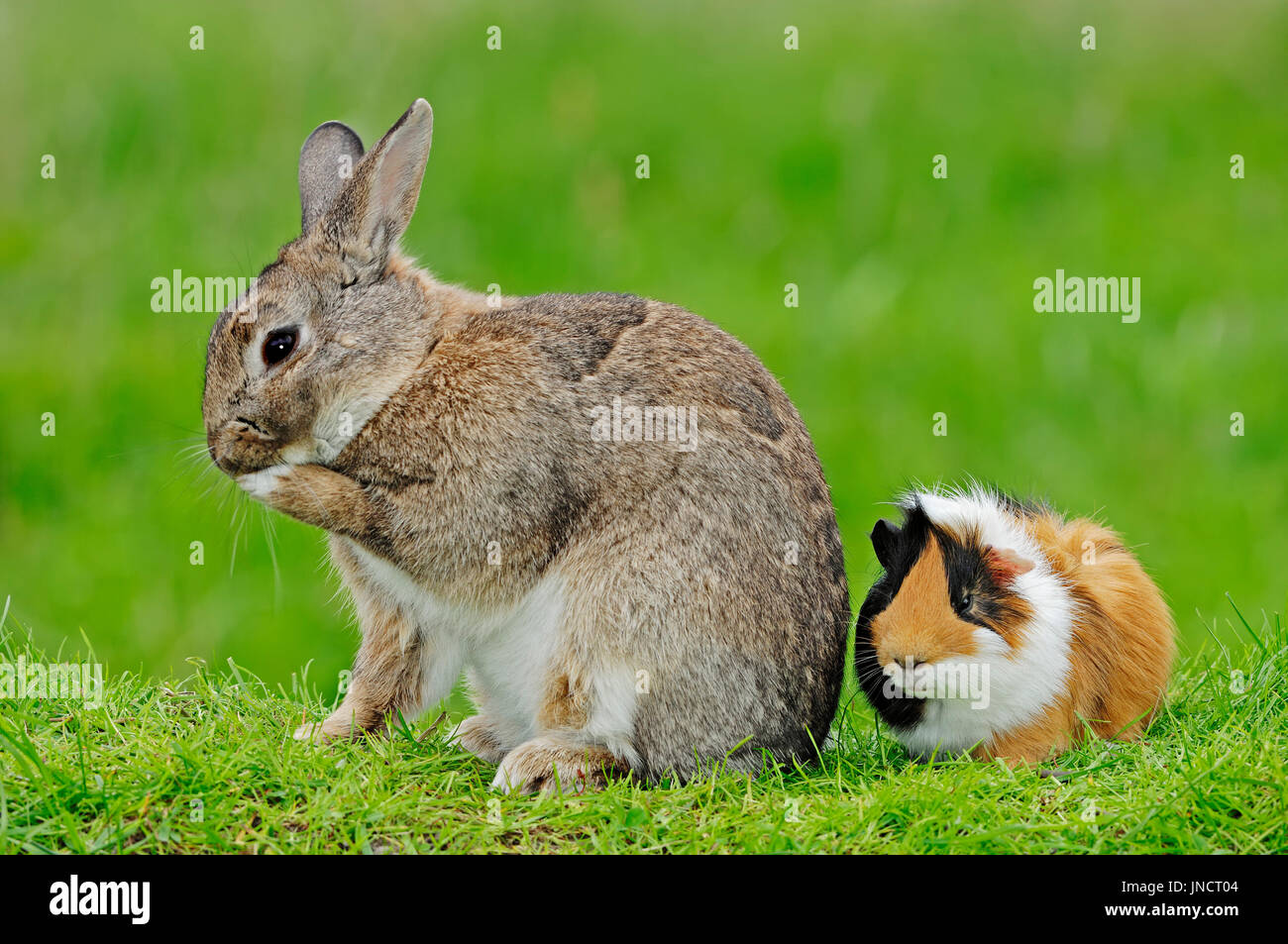 Dwarf Rabbit and Domestic Guinea Pig | Zwergkaninchen und ...