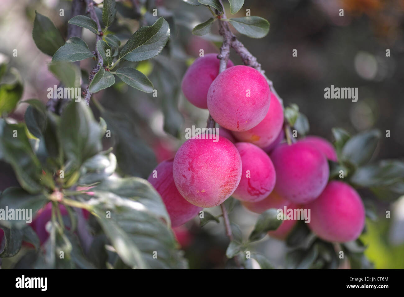 Plum fruit tree ripe hi-res stock photography and images - Alamy