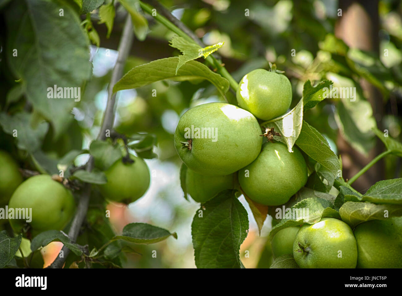 Apple tree with green apples. Close up Stock Photo - Alamy