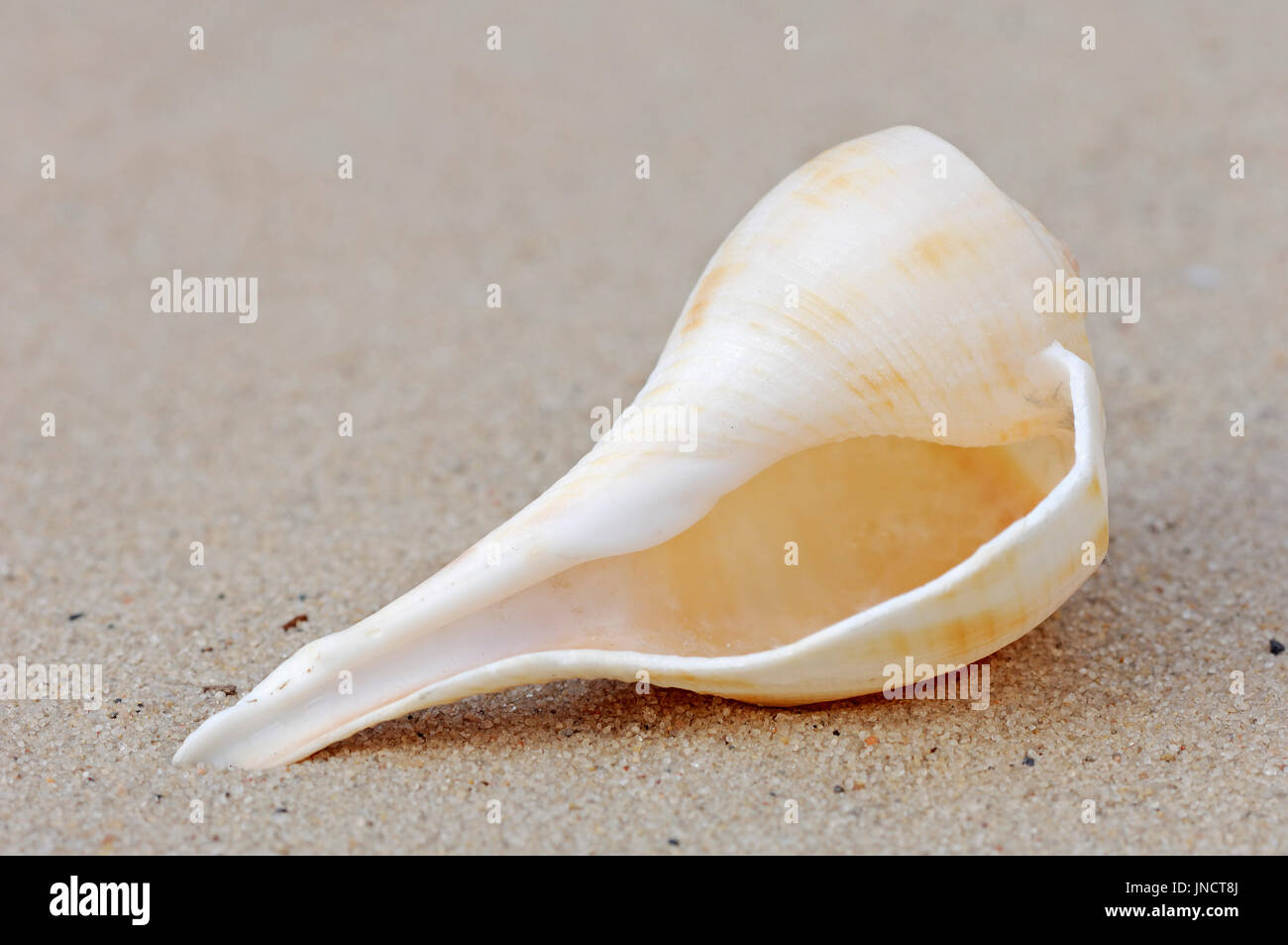 Pear whelk shell hi-res stock photography and images - Alamy