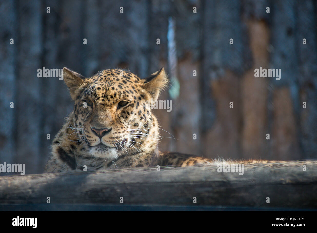 Far-Eastern leopard strong fast wild animal Stock Photo - Alamy