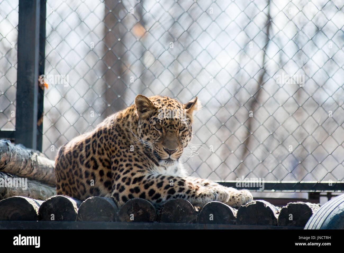 Far-Eastern leopard strong fast wild animal Stock Photo - Alamy