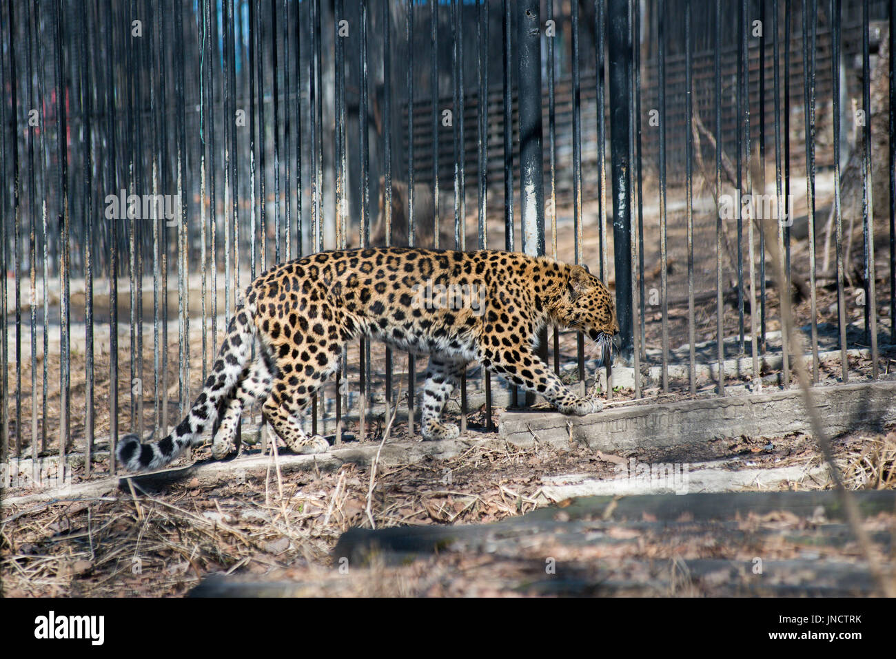 Far eastern leopard hi-res stock photography and images - Alamy