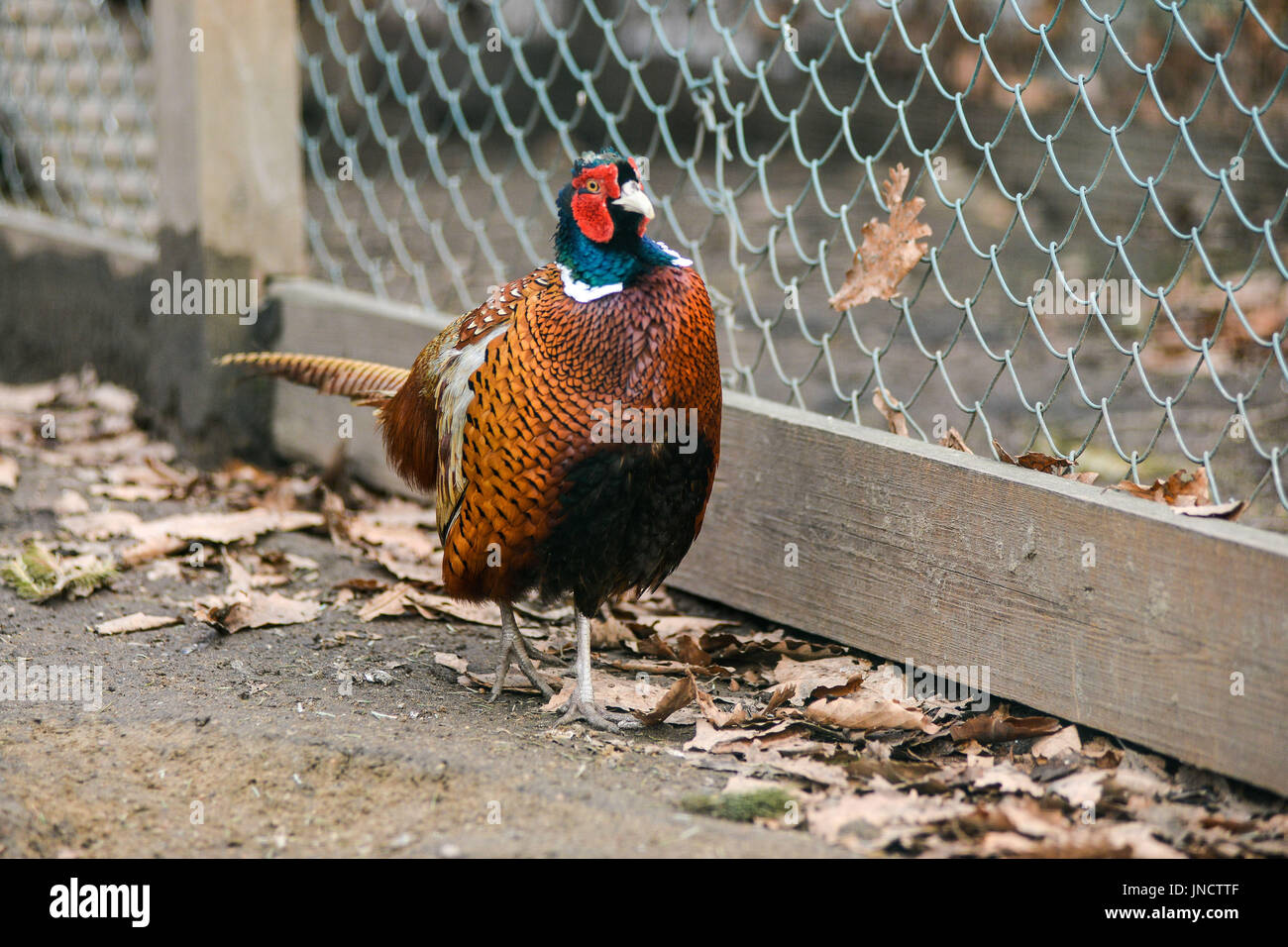Side profile photo gorgeous hi-res stock photography and images - Alamy