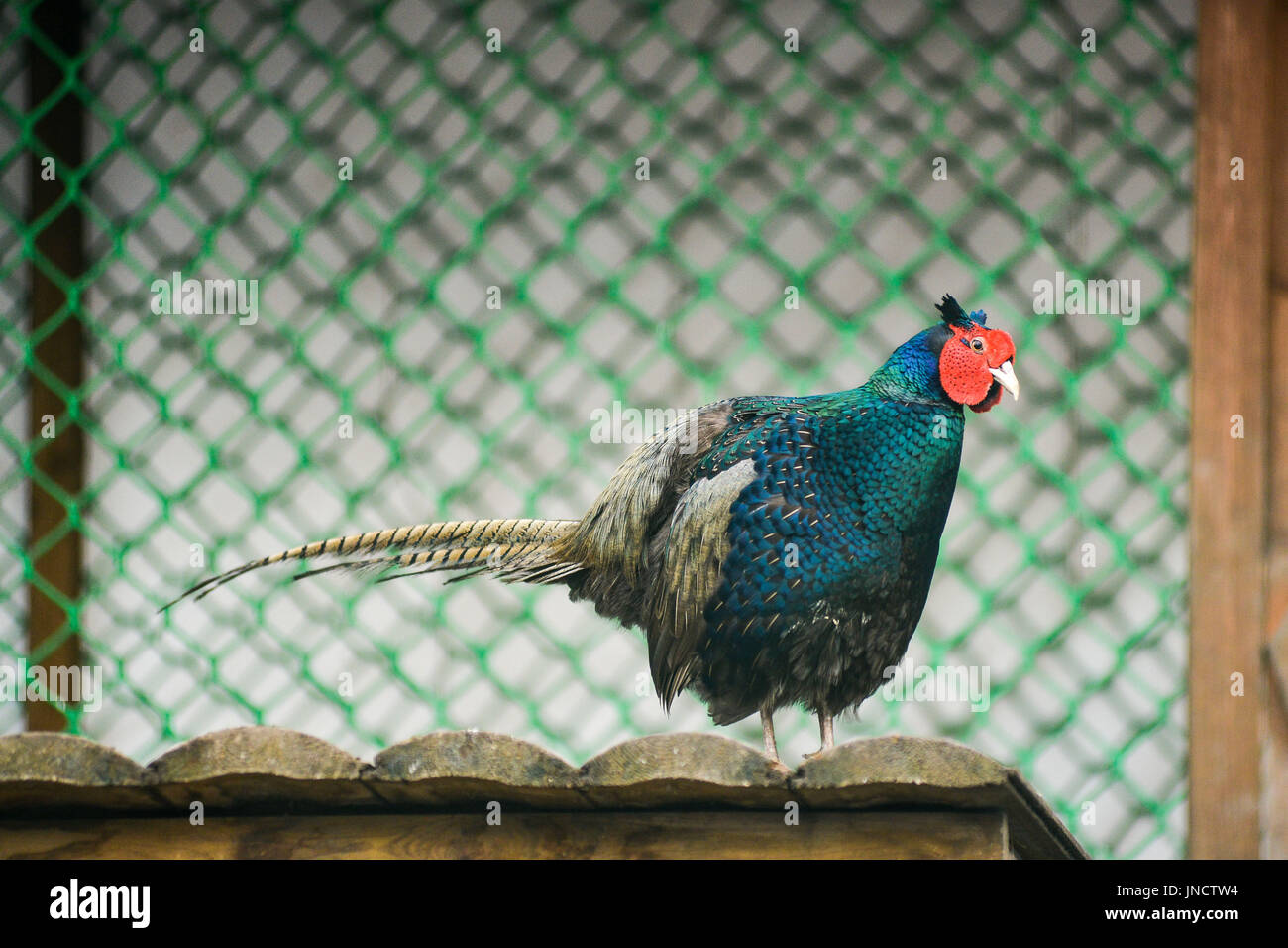 beautiful golden pheasant isolated Stock Photo - Alamy