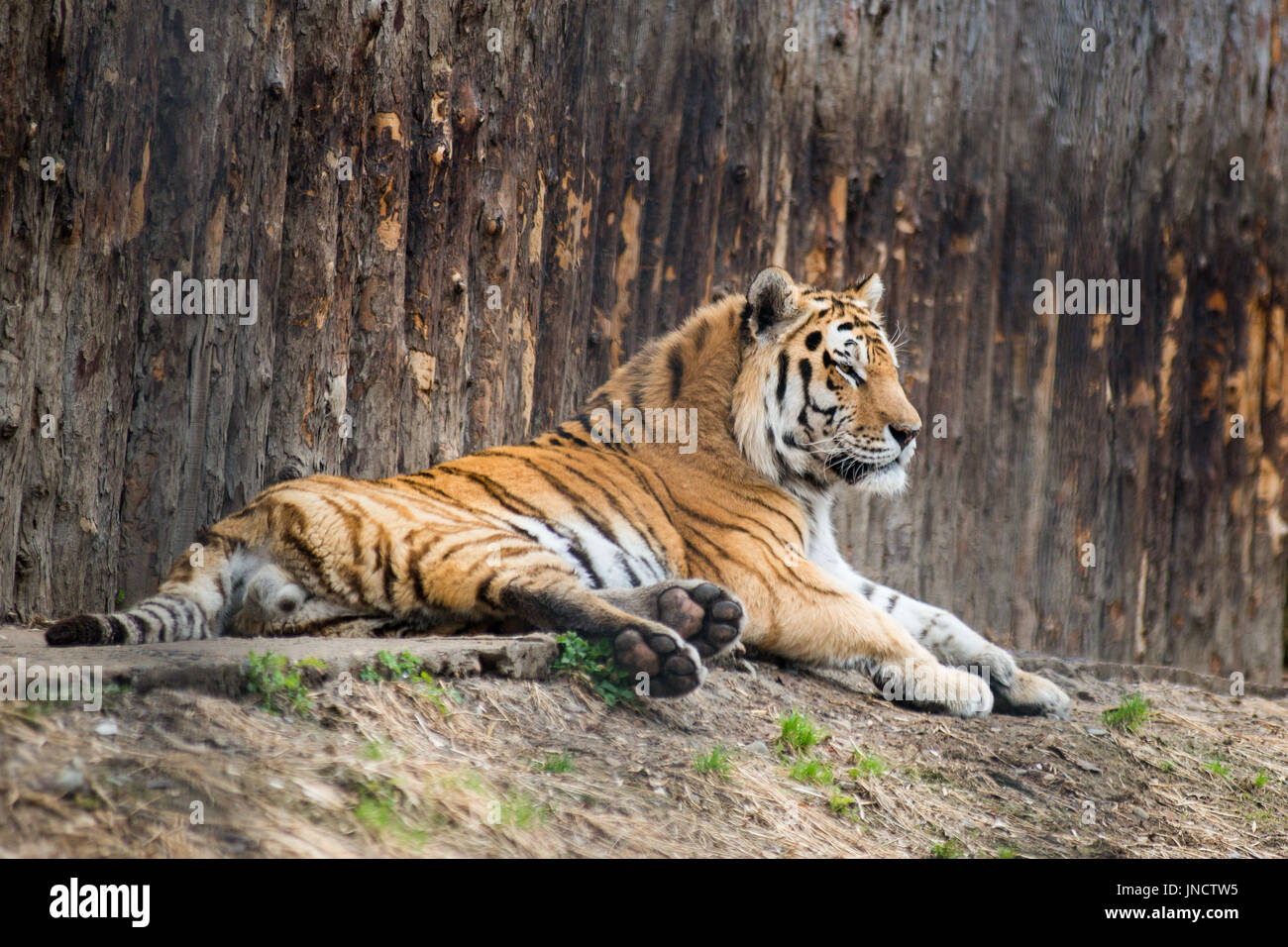 Large tiger lying on the lawn Stock Photo - Alamy