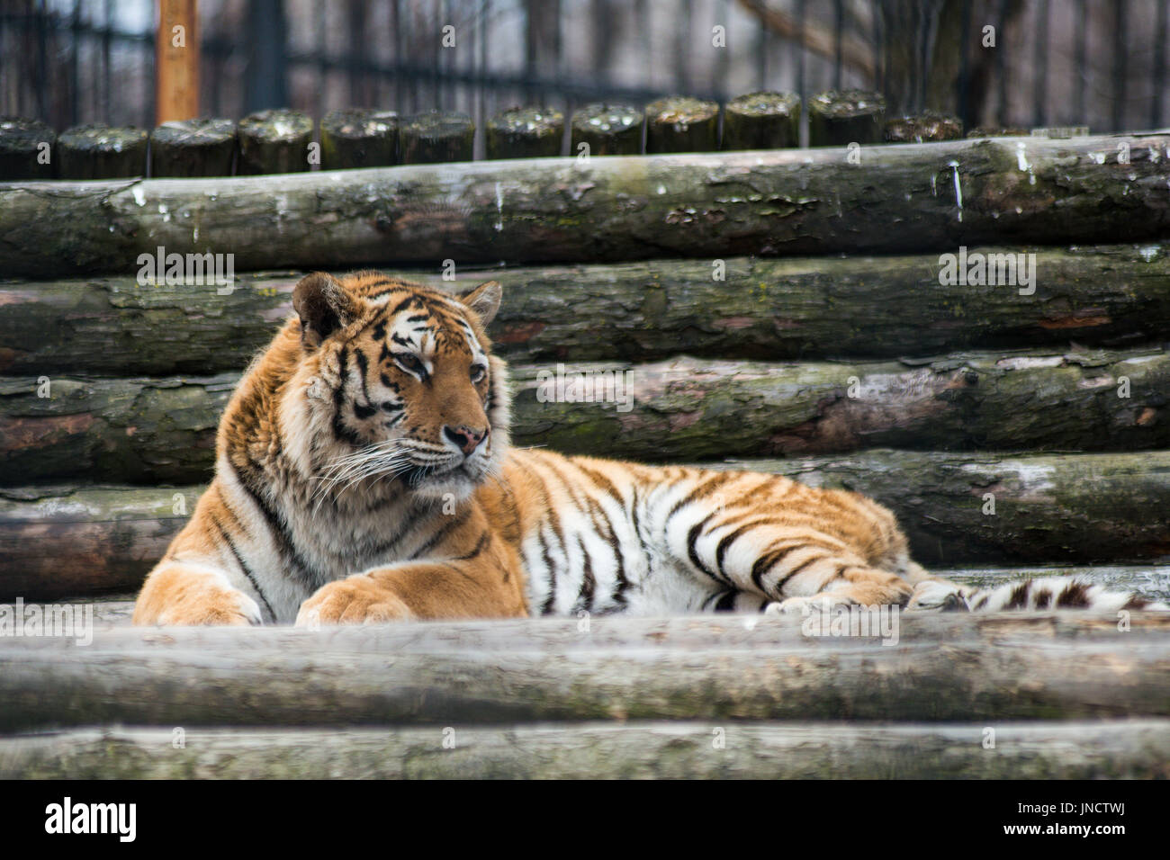 Large tiger lying on the lawn Stock Photo - Alamy