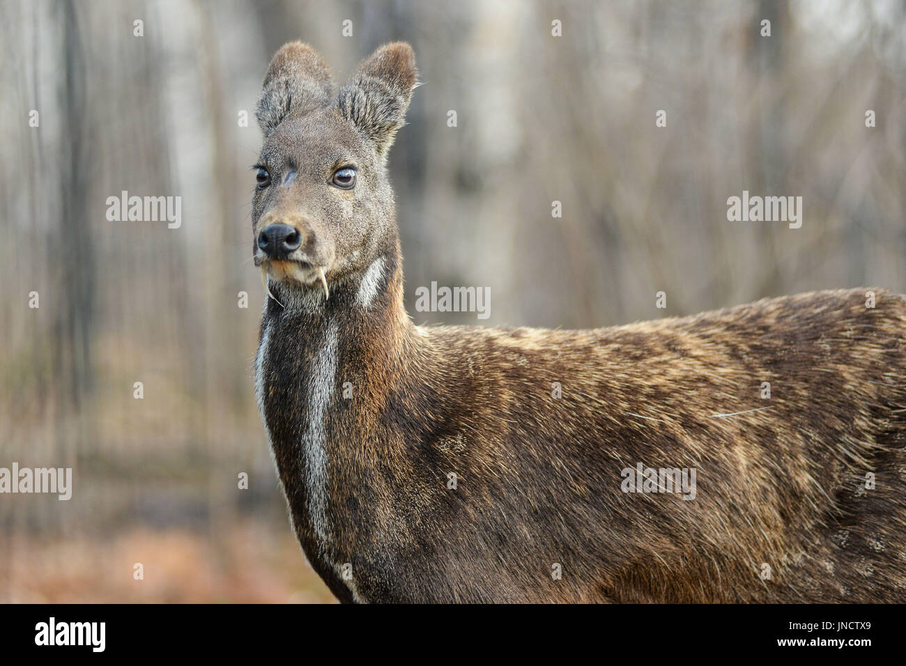 Moschus Moschiferus Stock Photos & Moschus Moschiferus Stock Images - Alamy