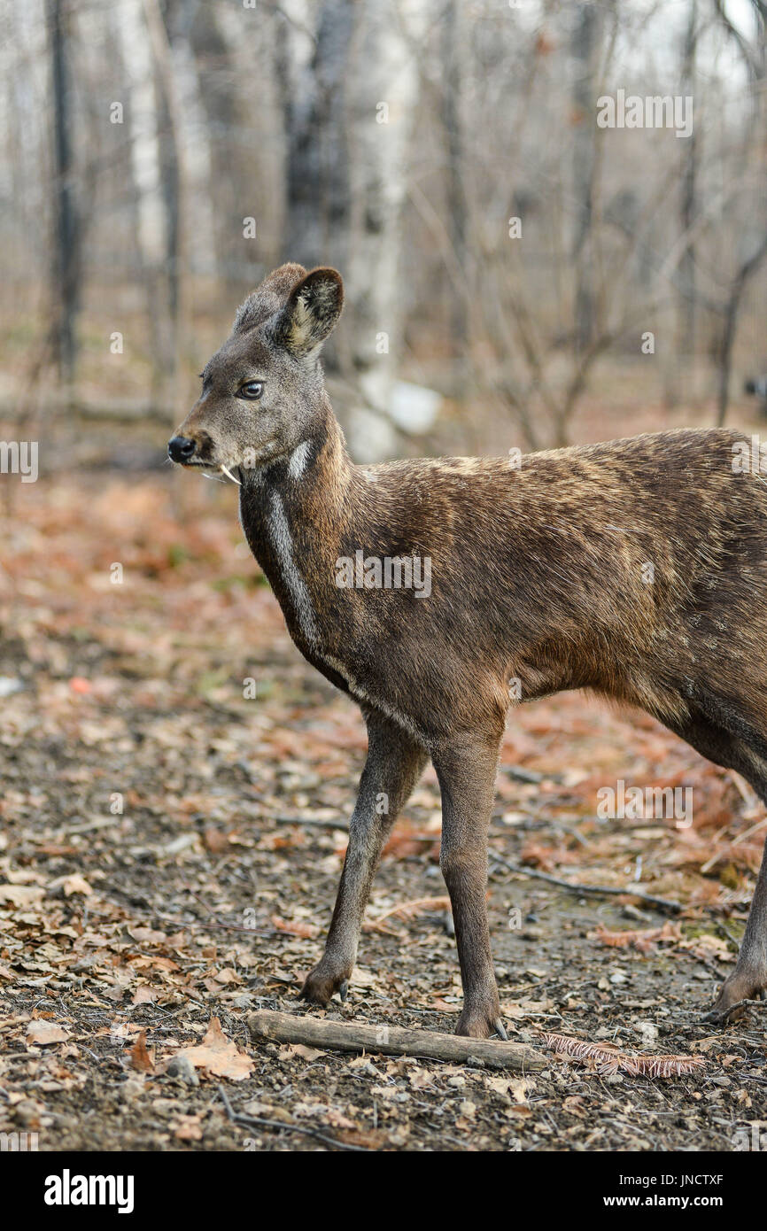 Siberian musk deer hoofed animal rare pair Stock Photo - Alamy