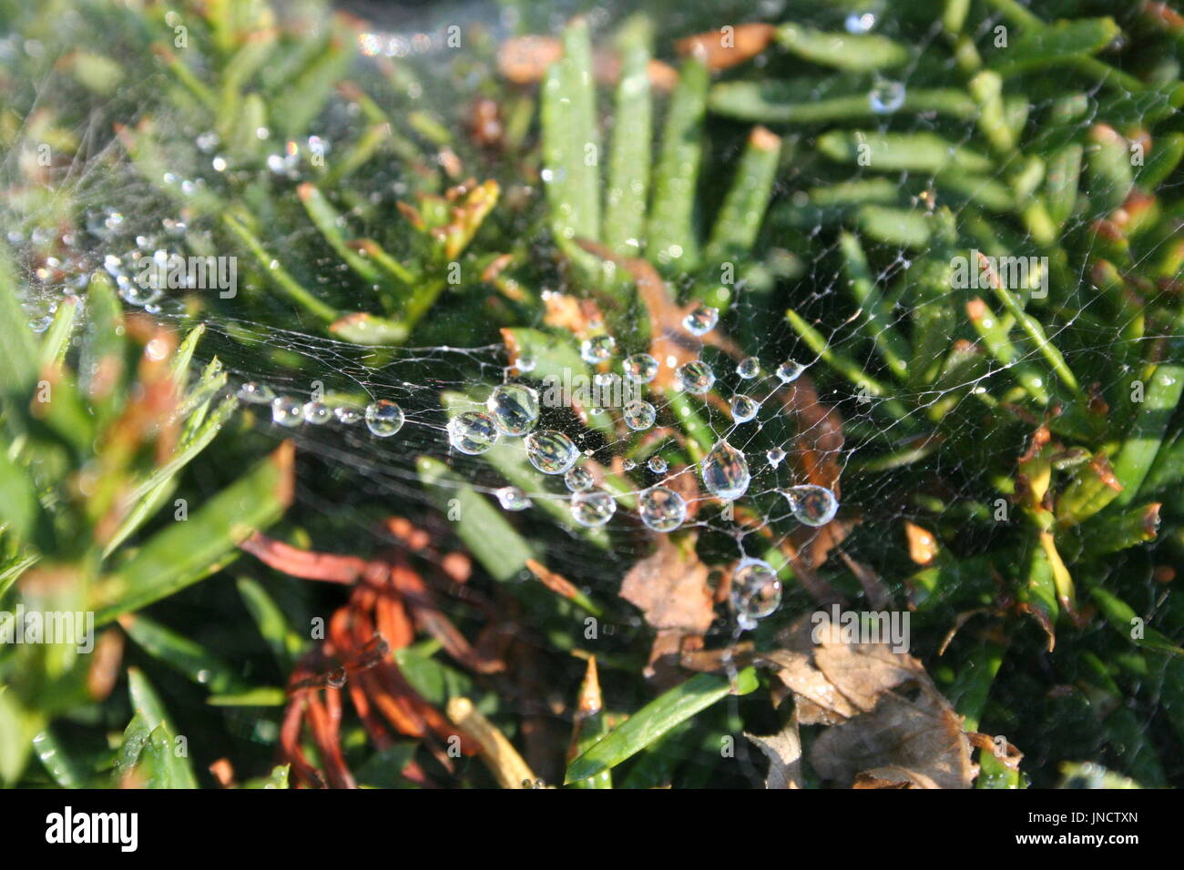 Common rain spider hi-res stock photography and images - Alamy