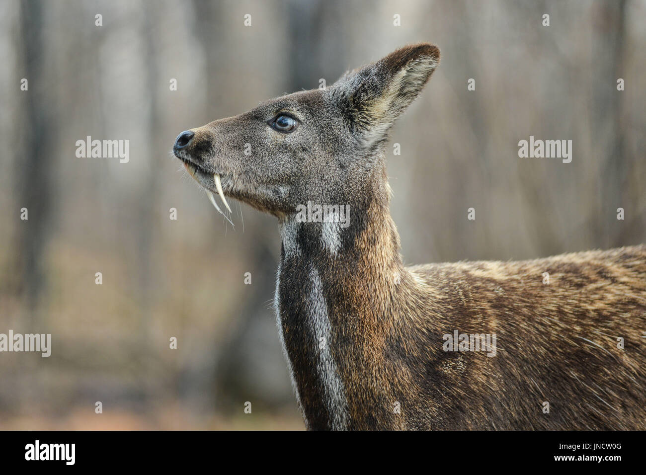 Siberian musk deer hoofed animal rare pair Stock Photo - Alamy
