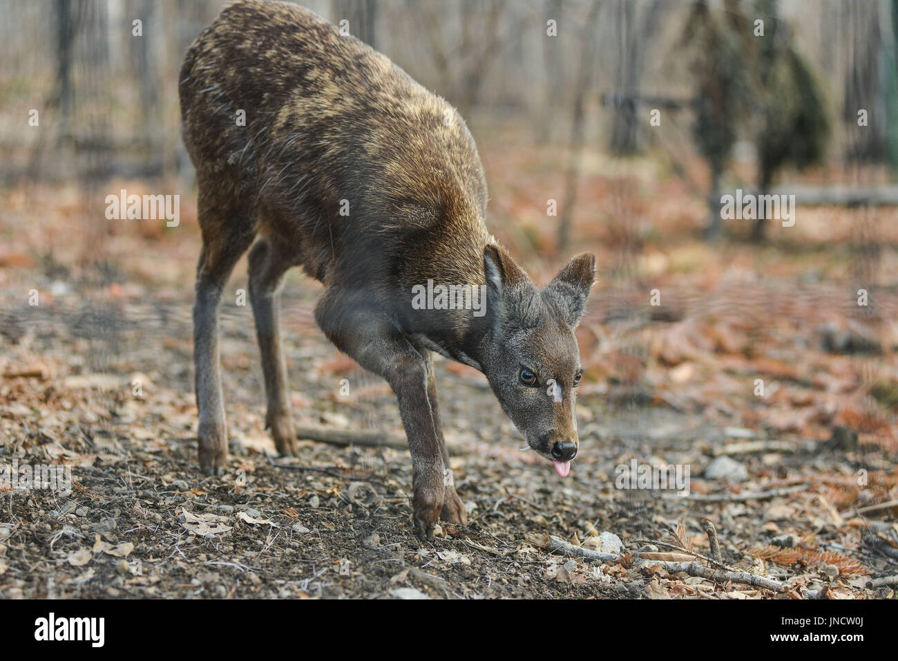 Deer Musk High Resolution Stock Photography and Images - Alamy