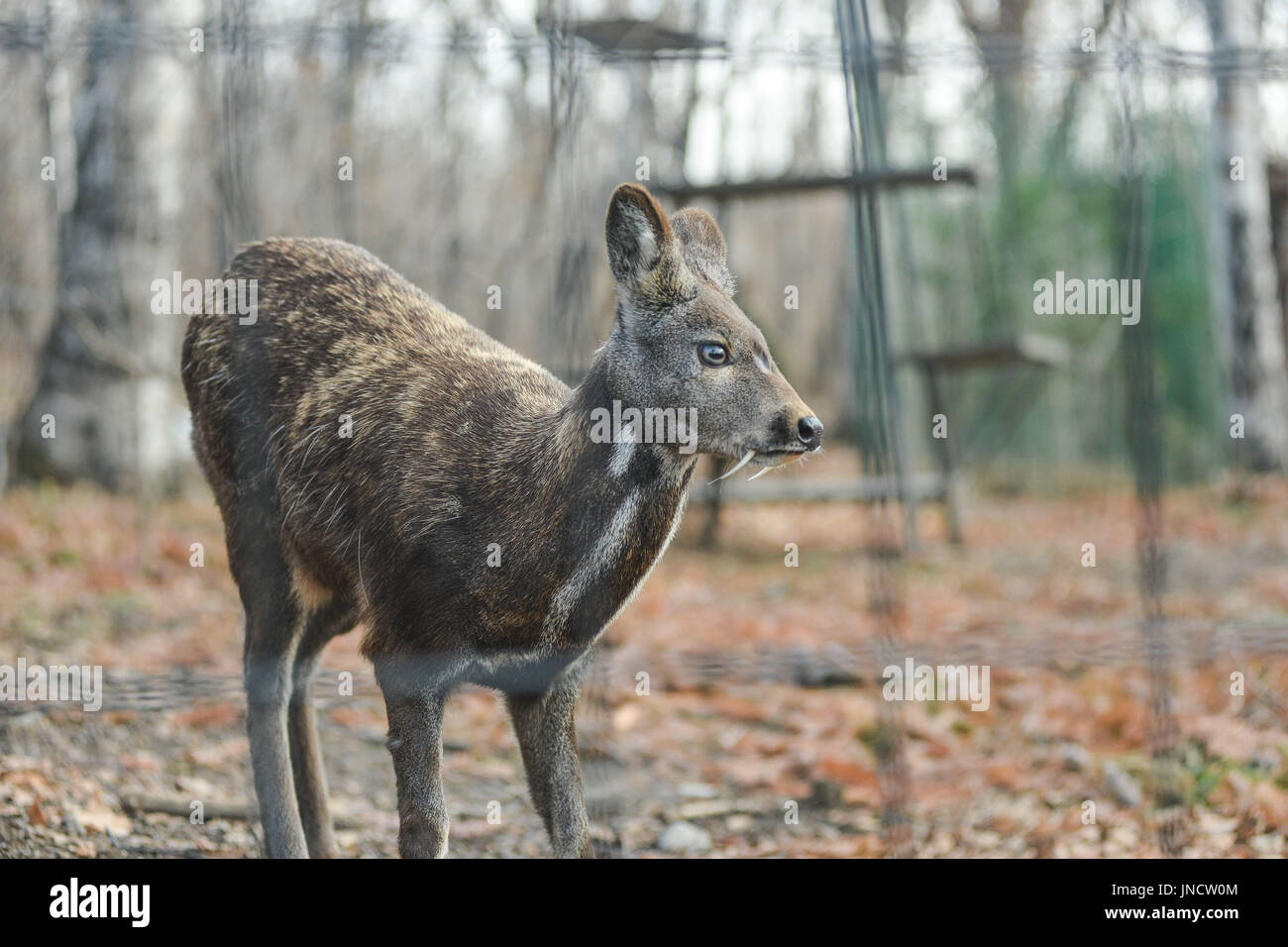 Siberian musk deer hoofed animal rare pair Stock Photo - Alamy
