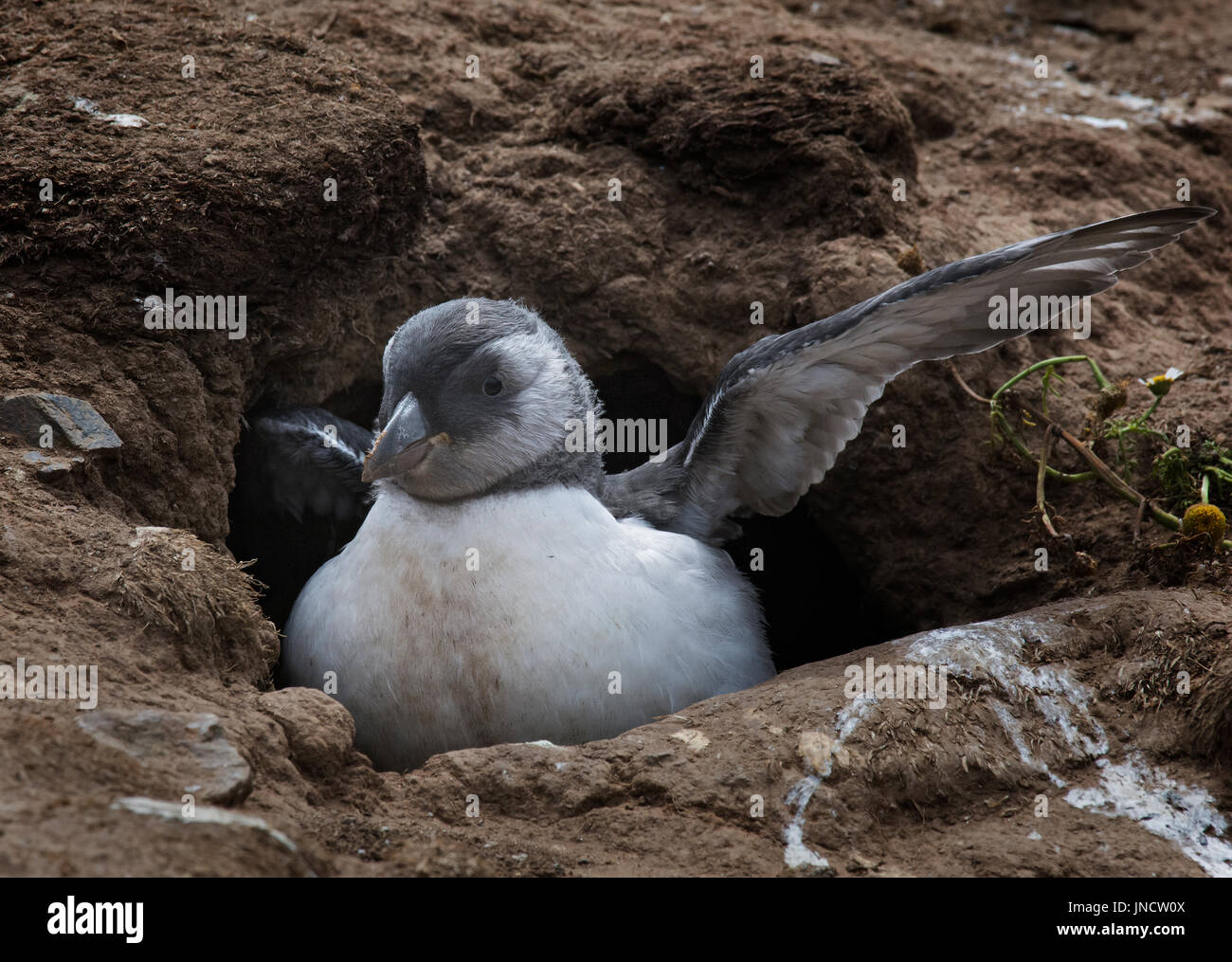 Puffling sea hi-res stock photography and images - Alamy