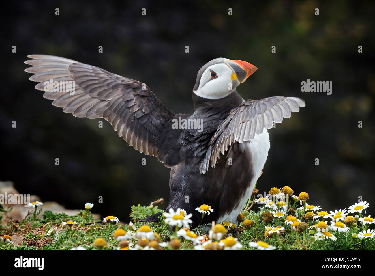 Atlantic puffin, Fratercula arctica, flapping wings on cliff edge Stock ...