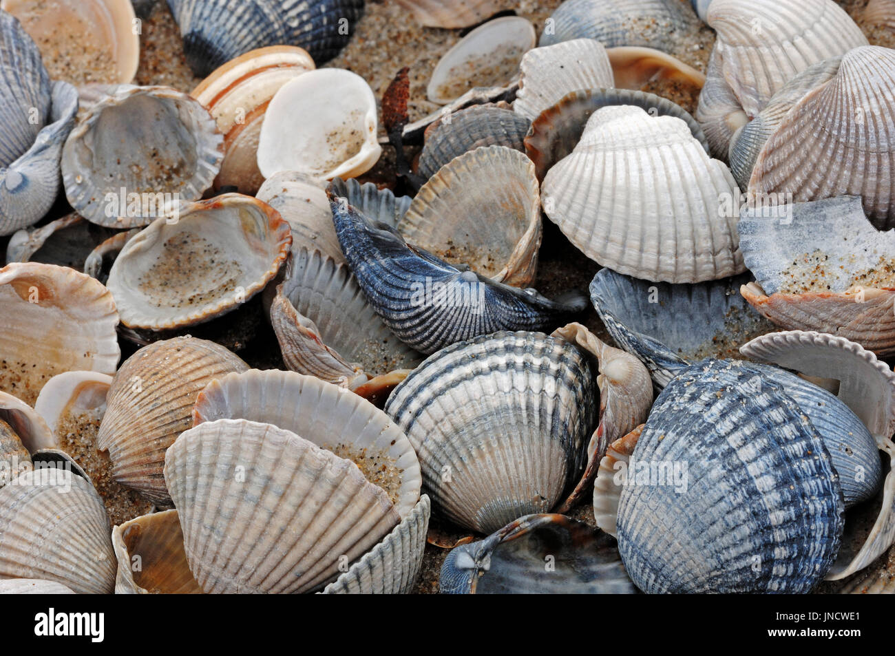 Common European Cockle shells, Texel, Netherlands / (Cerastoderma edule ...