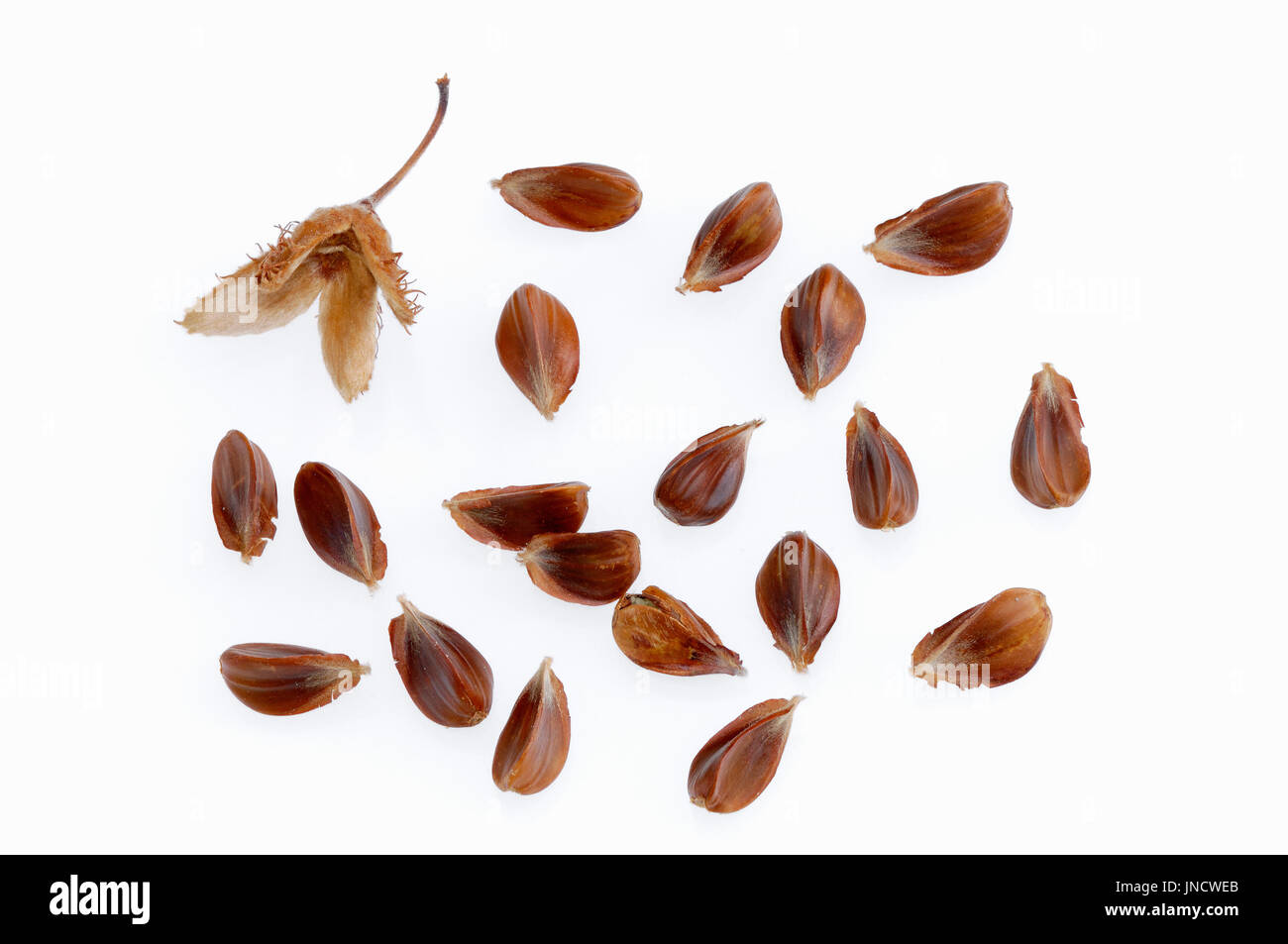 European Beech, beechnuts / (Fagus sylvatica) / Common Beech ...