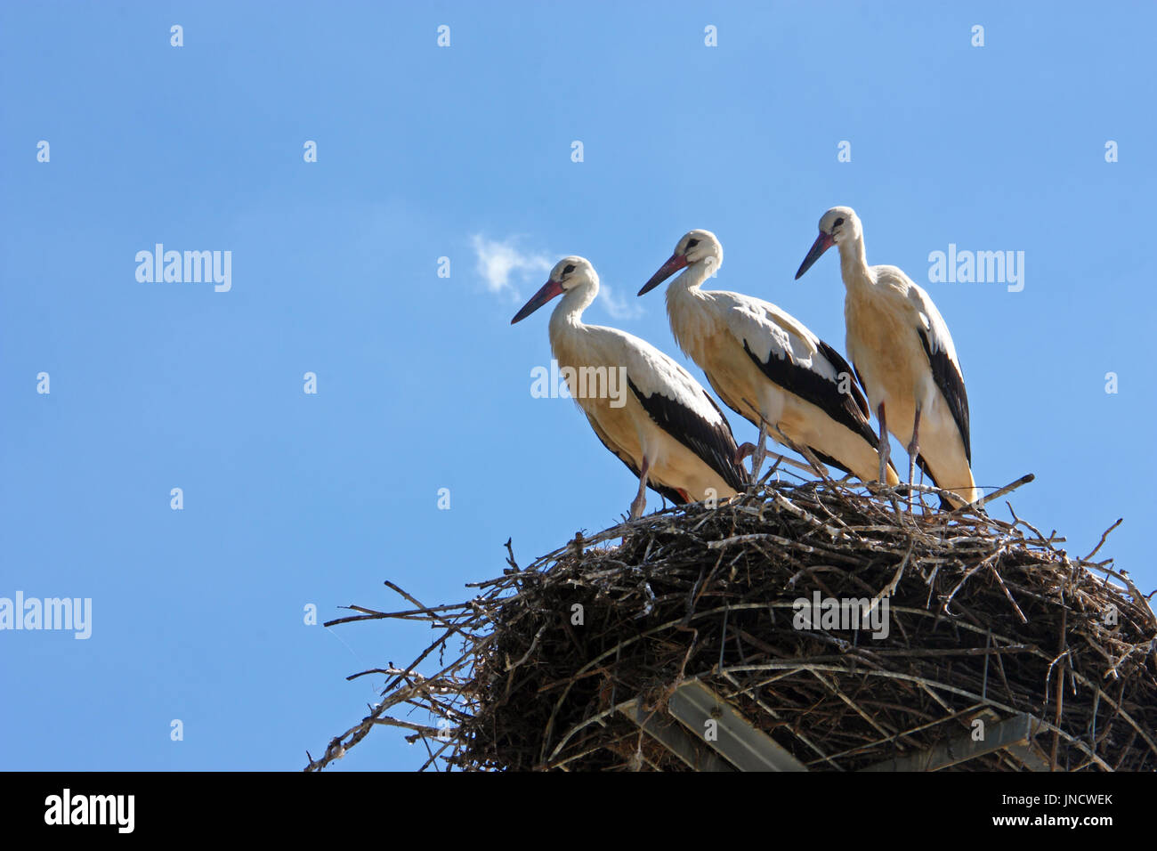 Three storks in the nest on the top of the power pole Stock Photo - Alamy