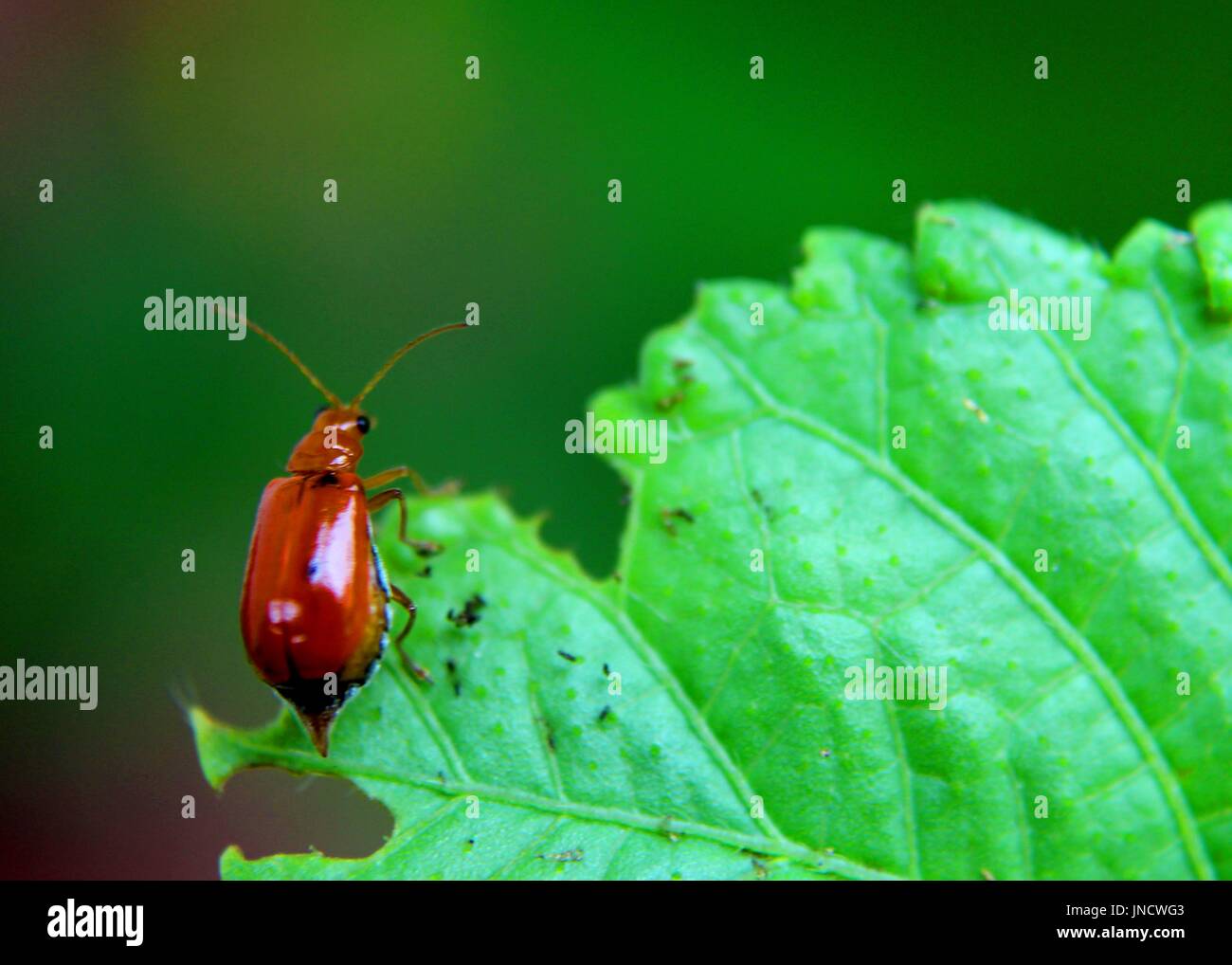 Red color insect hi-res stock photography and images - Alamy
