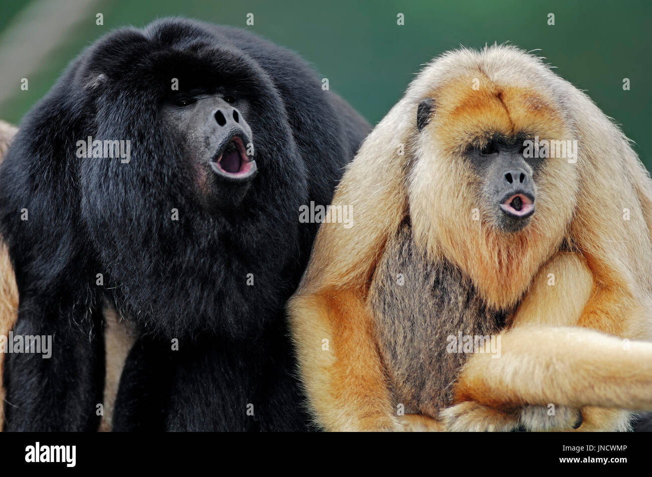 Black Howler Monkeys, male and female roaring / (Alouatta caraya Stock ...