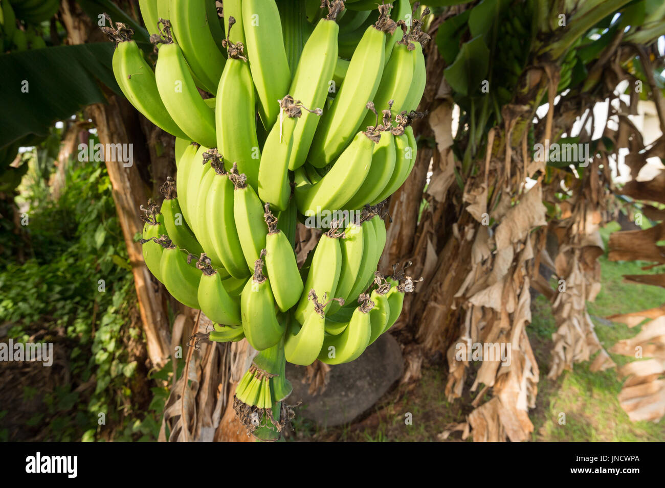 Banana tree with bunch of bananas in Martinique Stock Photo - Alamy
