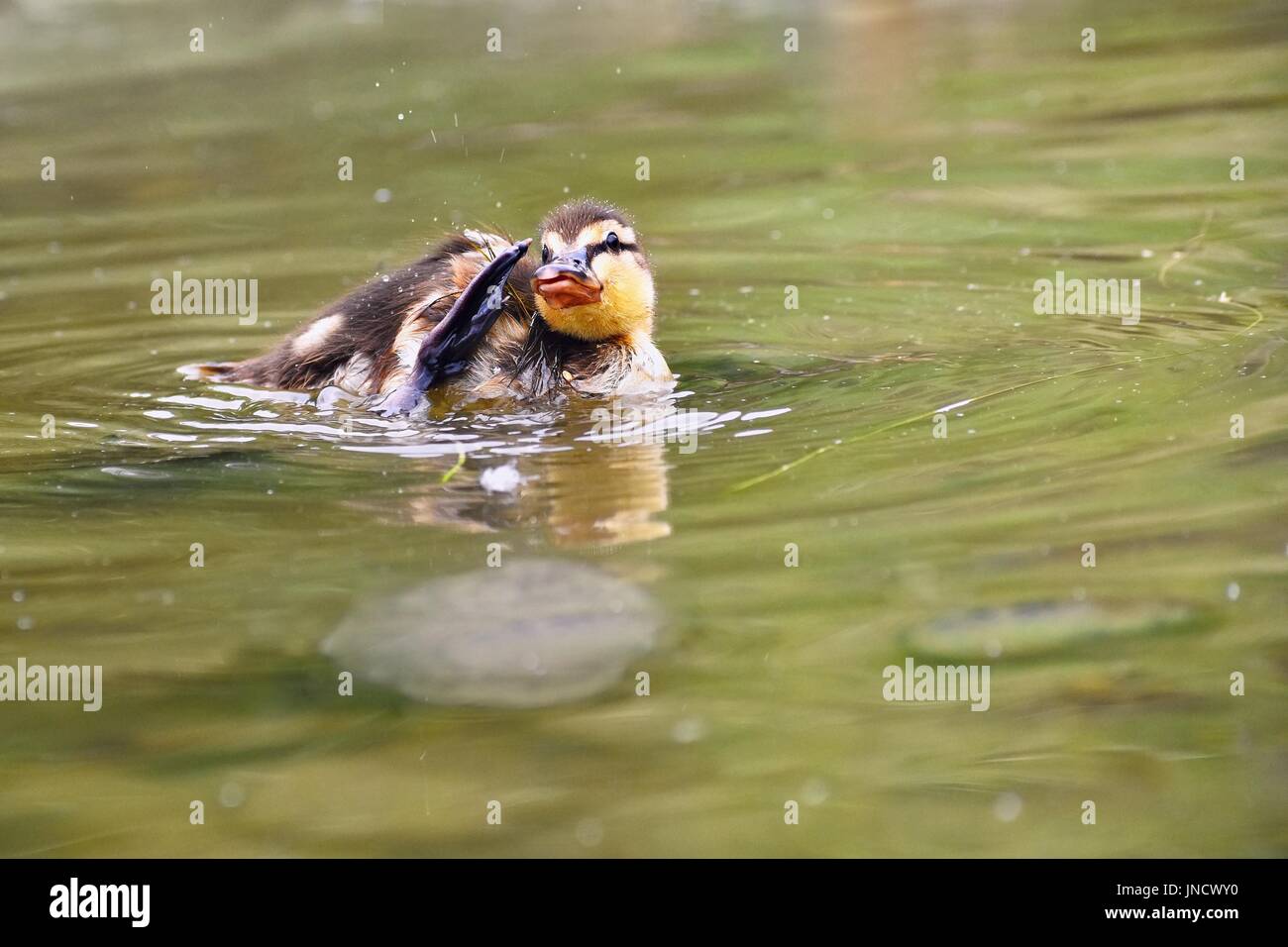 Small ducks on a pond. Fledglings mallards.(Anas platyrhynchos Stock ...