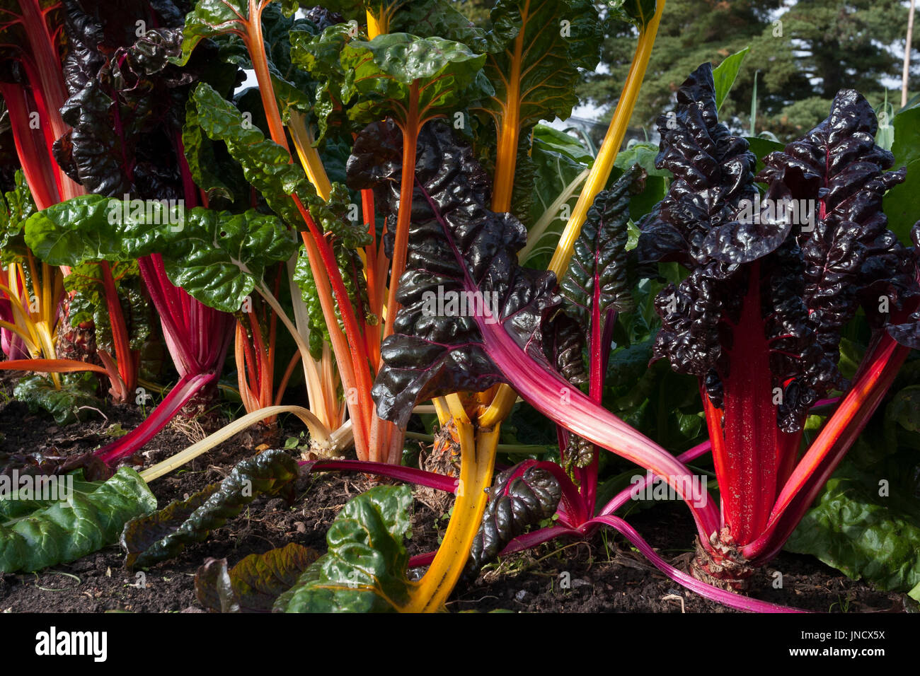 Swiss Chard "Bright Lights Stock Photo - Alamy