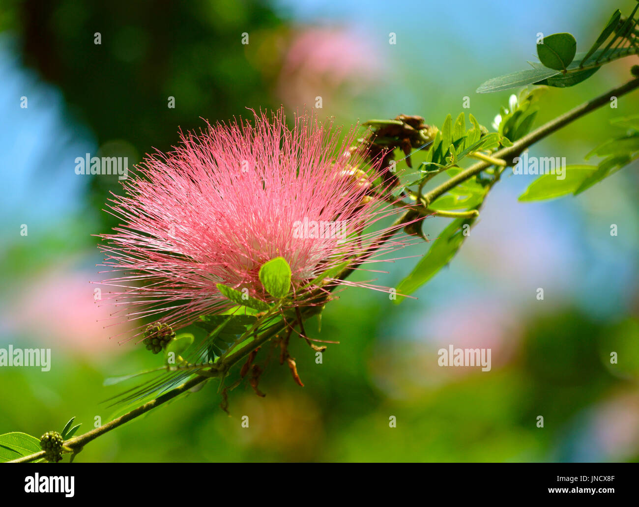 Powderpuff tree flower Latin name Calliandra surinamensis Stock Photo ...