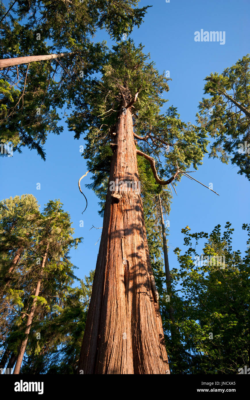 Western red cedar (Thuja plicata), Stanley Park, Vancouver, British ...