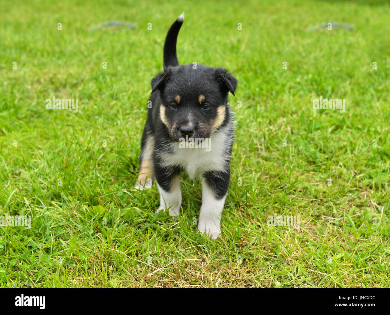 Lapland Reindeer dog, Reindeer Herder, lapinporokoira (Finnish), lapsk ...