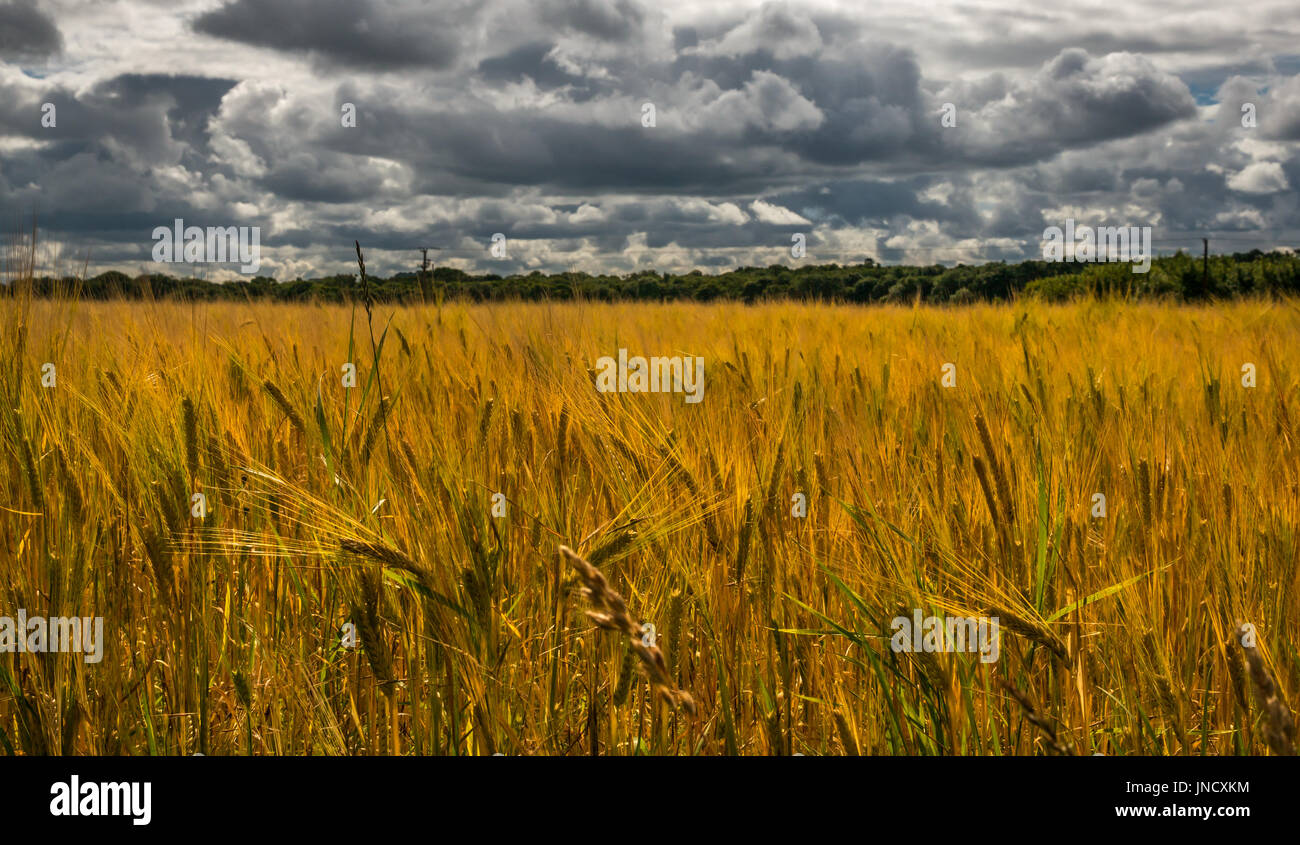 Barley field scotland hi-res stock photography and images - Alamy