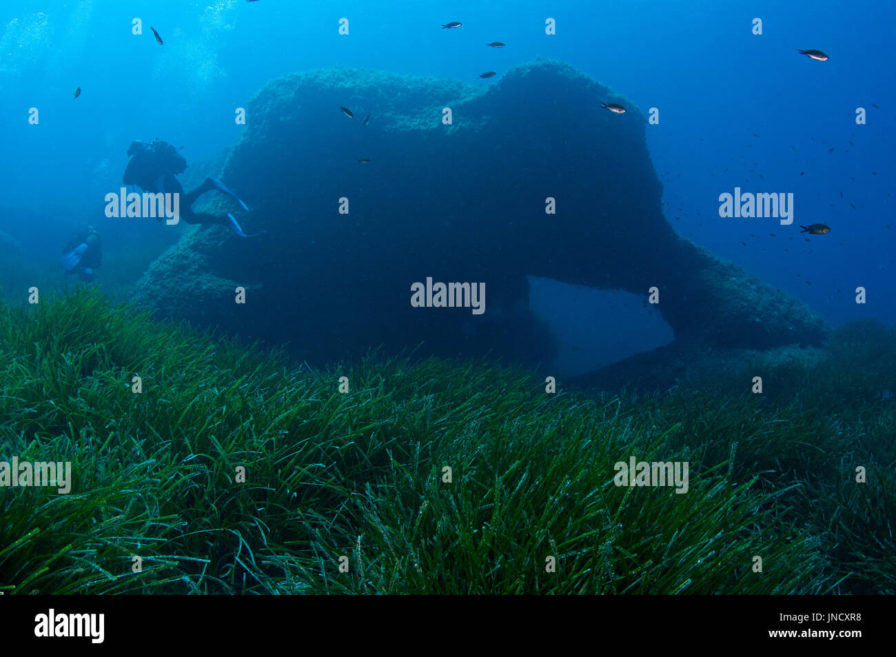 Scuba divers at "El Arco" dive site over neptune grass (Posidonia ...