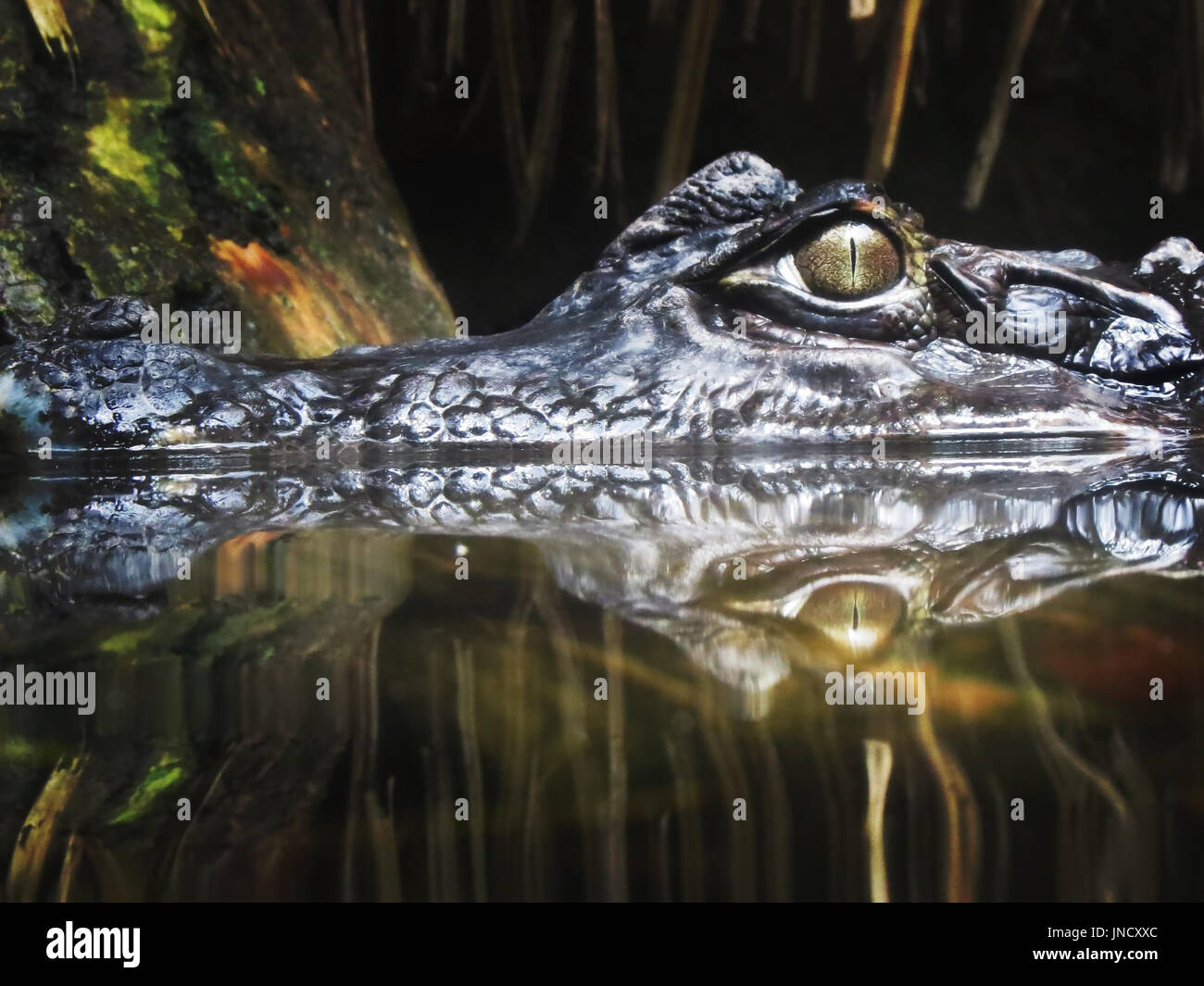Common caiman head hi-res stock photography and images - Alamy