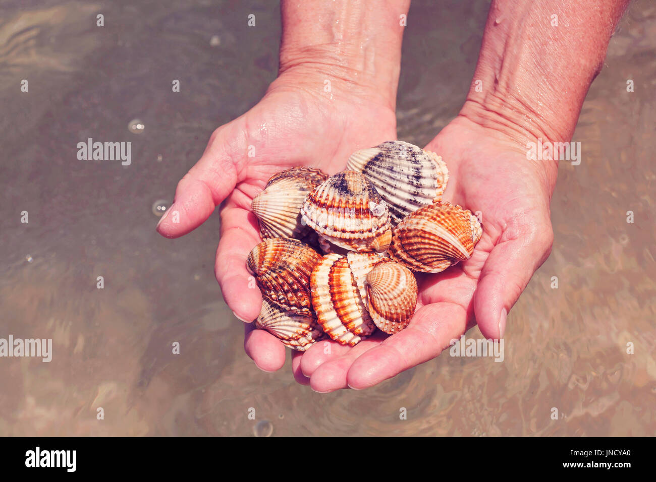 Hands full of sea shells Stock Photo - Alamy