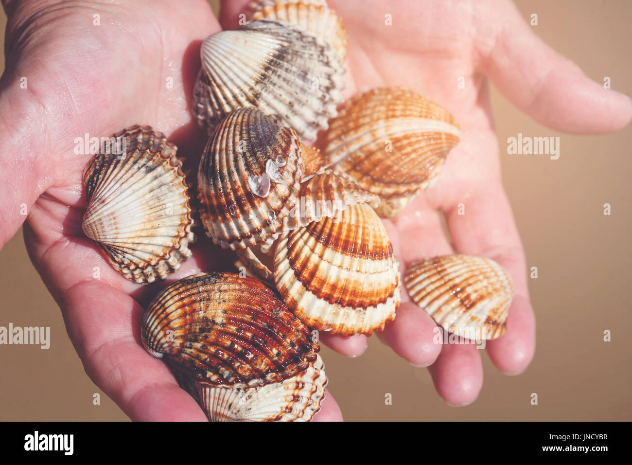 Hands full of sea shells Stock Photo - Alamy